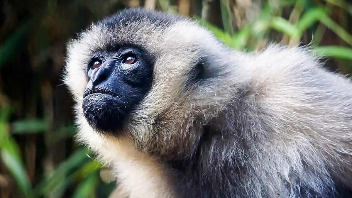 One Zoo Three - Series 2: 10. Zoo Legends - BBC iPlayer