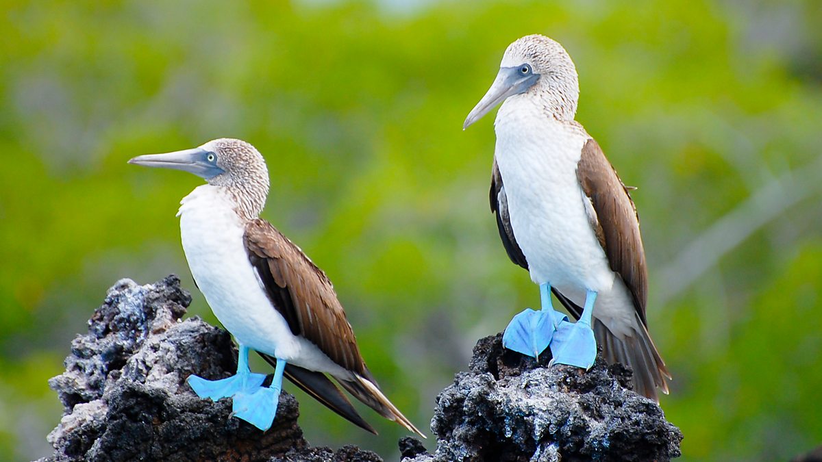 BBC Radio - 6 Minute English, Climate change and evolution