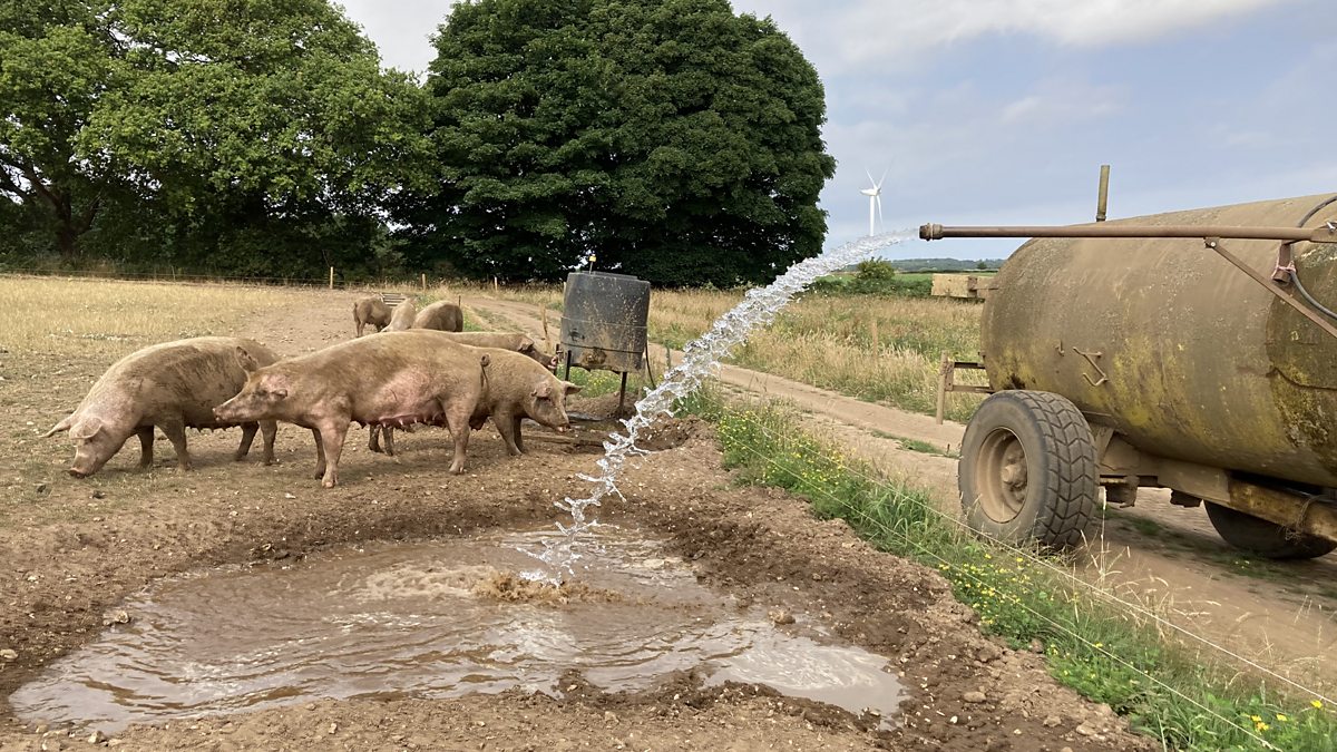 BBC Radio Norfolk - Chris Goreham, How do you stop pigs getting sunburned?