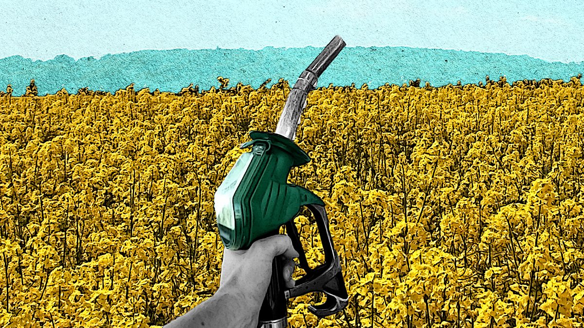 BBC World Service - The Food Chain, Why use food for fuel?