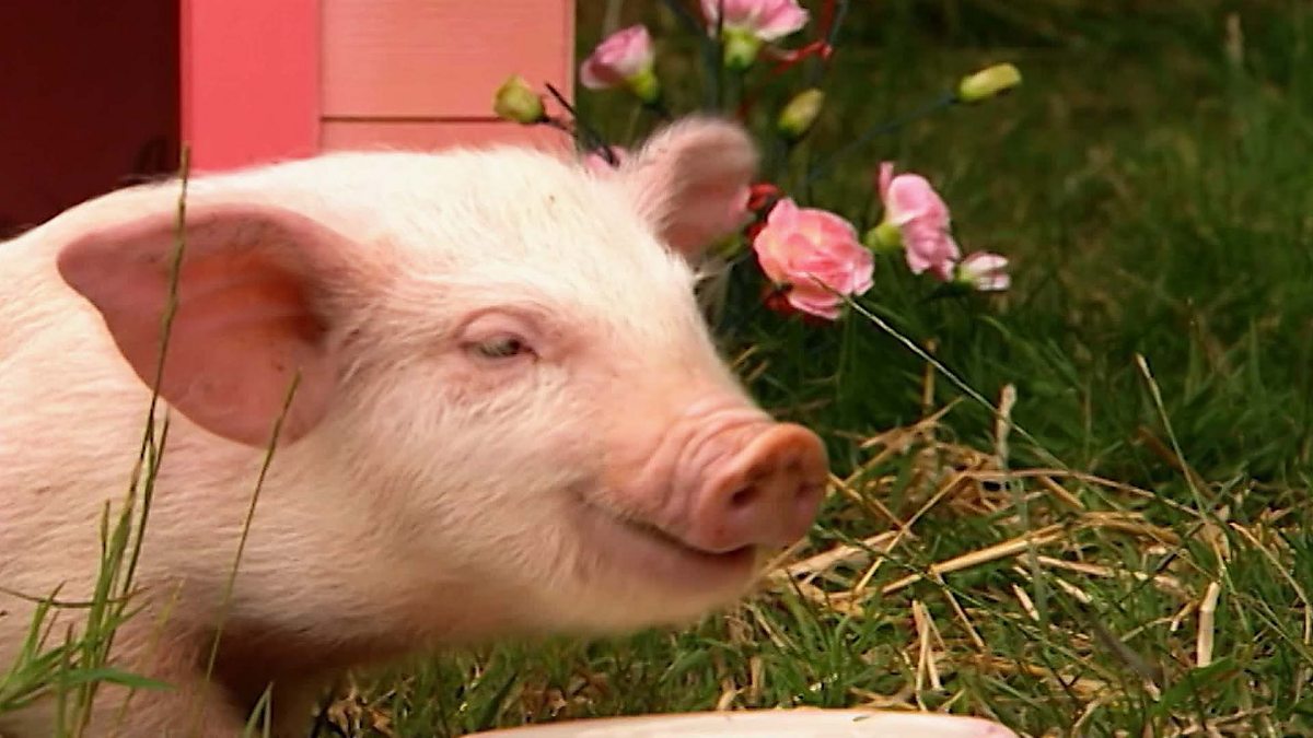 BBC ALBA - Treubh an Tuathanais (Big Barn Farm), Series 2, Fail Phinc ...