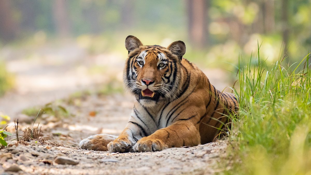 BBC World Service - Assignment, The return of the tigers