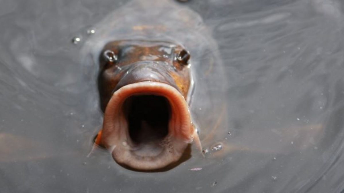BBC Radio Cambridgeshire - Lou Hulland, 05/08/2022, Saving 700 fish in ...