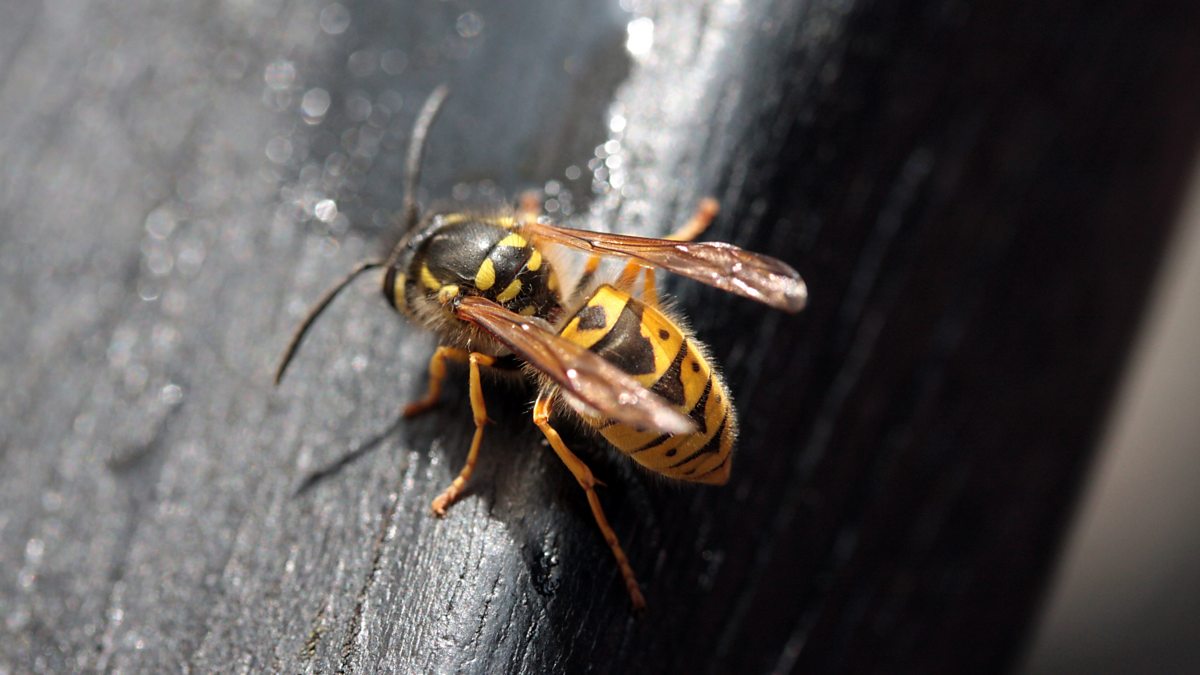 BBC Radio Cambridgeshire - The Great Outdoors, Nature in Focus: Wasps