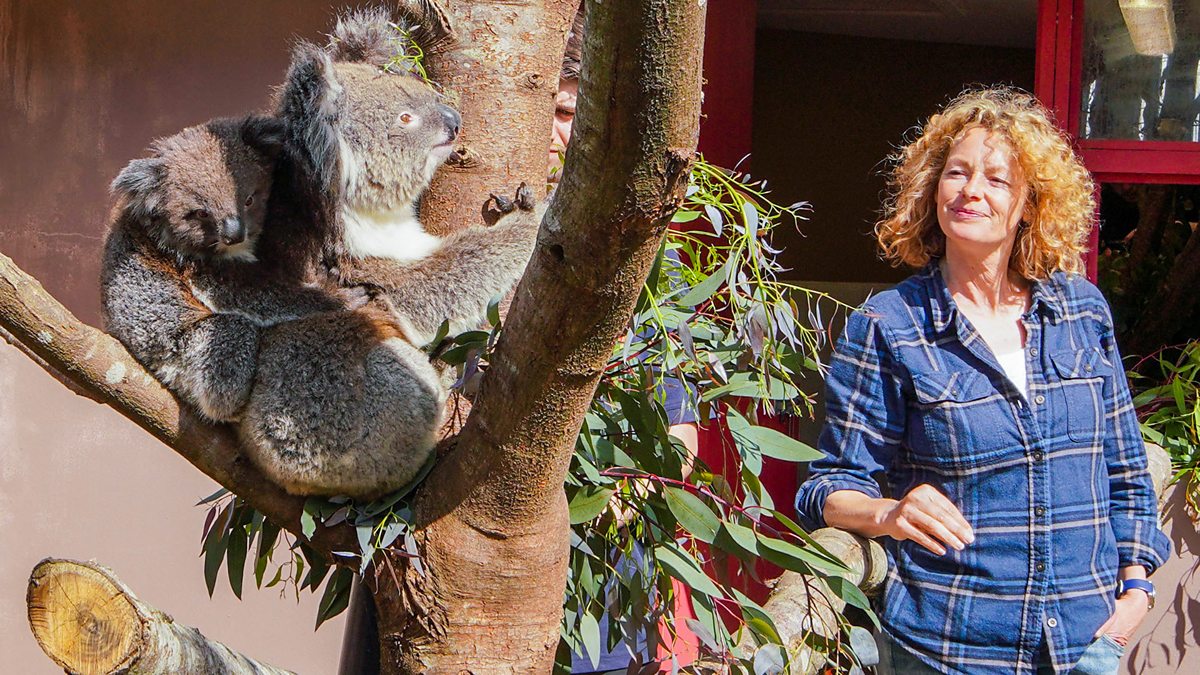 BBC iPlayer - Animal Park - Summer 2022: Episode 7