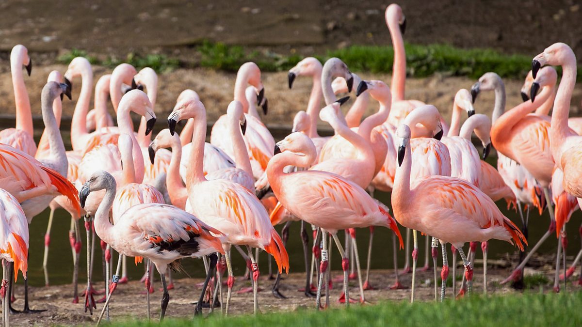 BBC iPlayer - Animal Park - Summer 2022: Episode 10