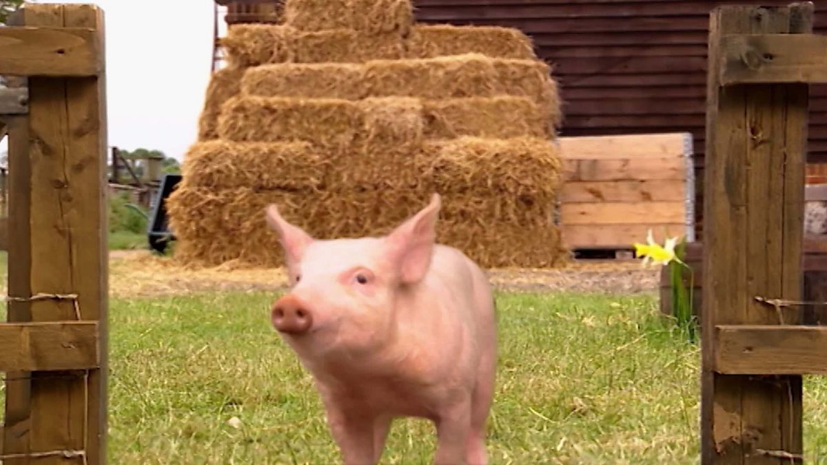 Treubh an Tuathanais (Big Barn Farm) - Series 2: 7. Muc Falaichte - BBC ...
