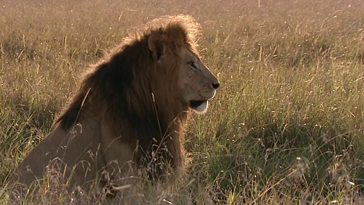 BBC Two - Lion: The Rise and Fall of the Marsh Pride, Notch's pride