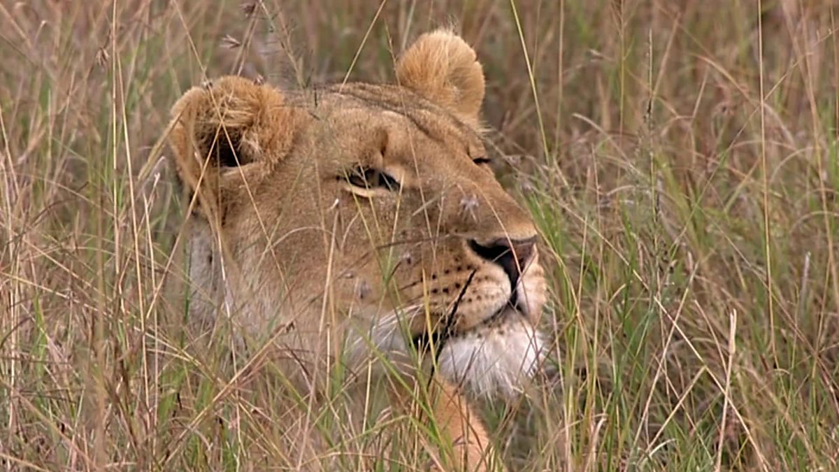 BBC Two - Lion: The Rise and Fall of the Marsh Pride, Bibi - the single ...