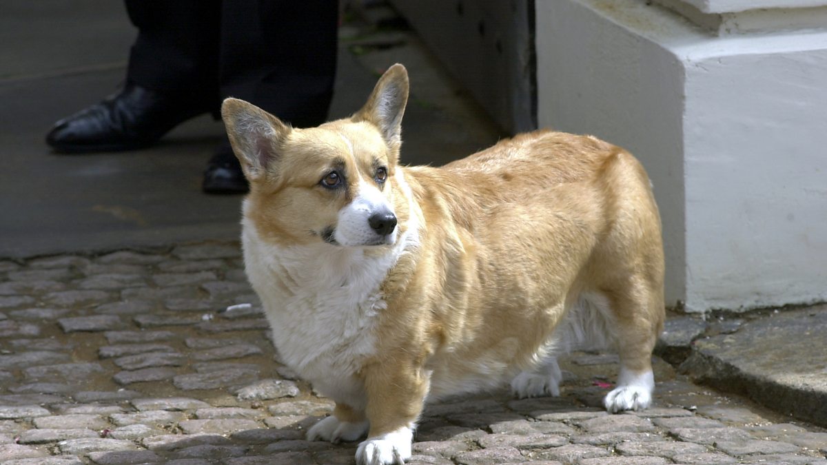 BBC Radio Scotland - 100 Years of Scottish Stories, The Carpet and the ...