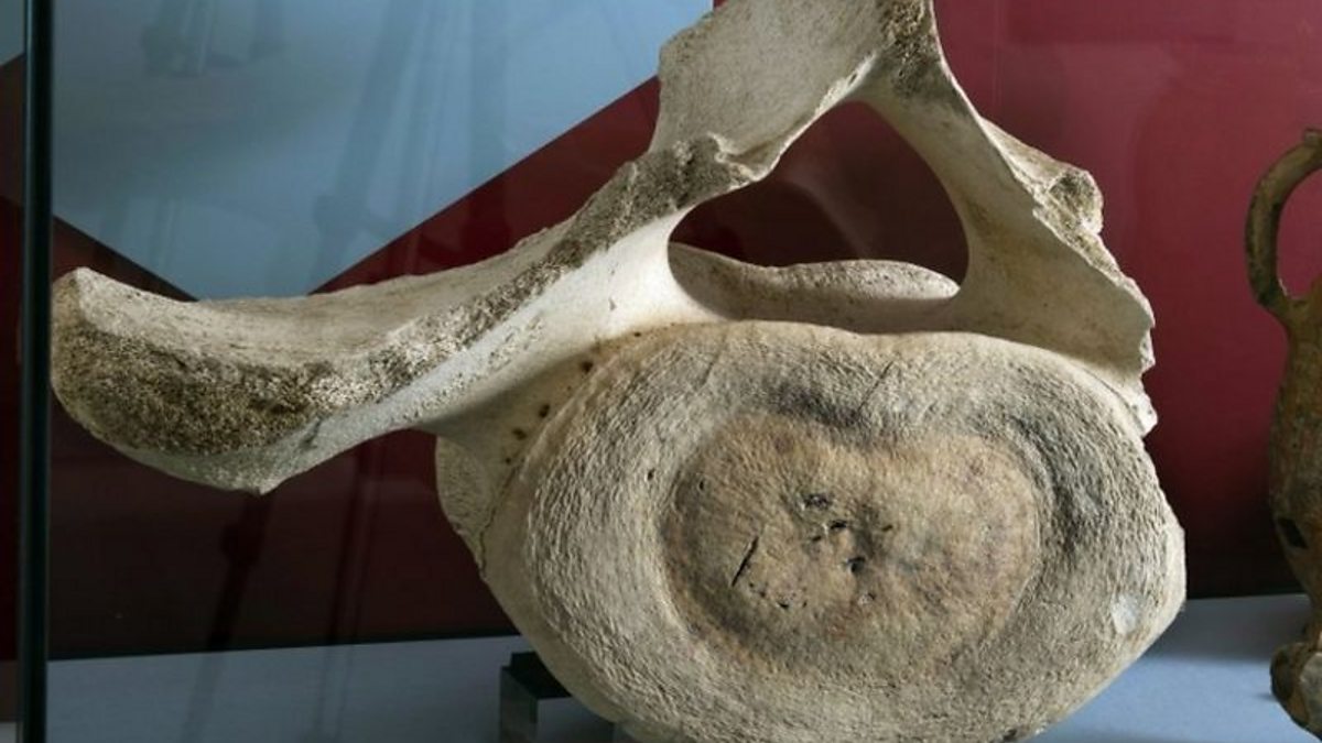 BBC Radio Cornwall - Julie Skentelbery, Medieval Whalebone is displayed ...