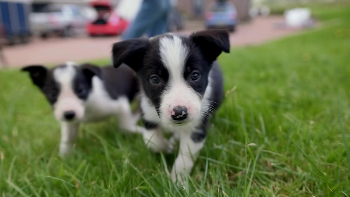 BBC One - Our Lives, Series 6, The World's Most Expensive Sheepdogs ...