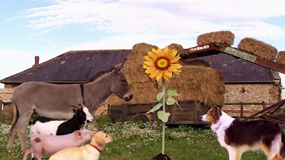 BBC ALBA - Treubh an Tuathanais (Big Barn Farm), Series 2, Neoinean ...