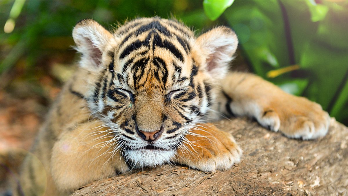 BBC Two - Tigers about the House, Series 1