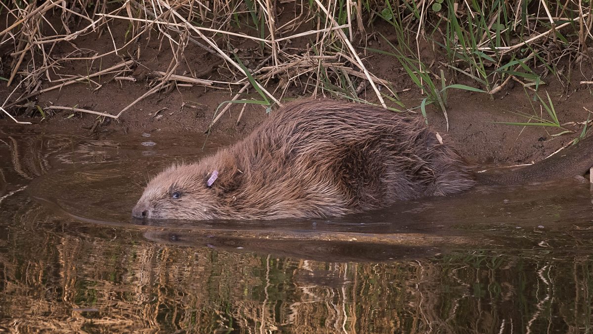 BBC Radio Devon - Breakfast on BBC Radio Devon, How have beavers ...