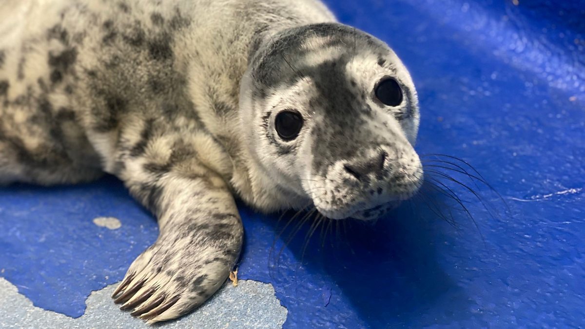 BBC Radio Cornwall - Tiffany Truscott, 25/08/2022, The first seal pup ...