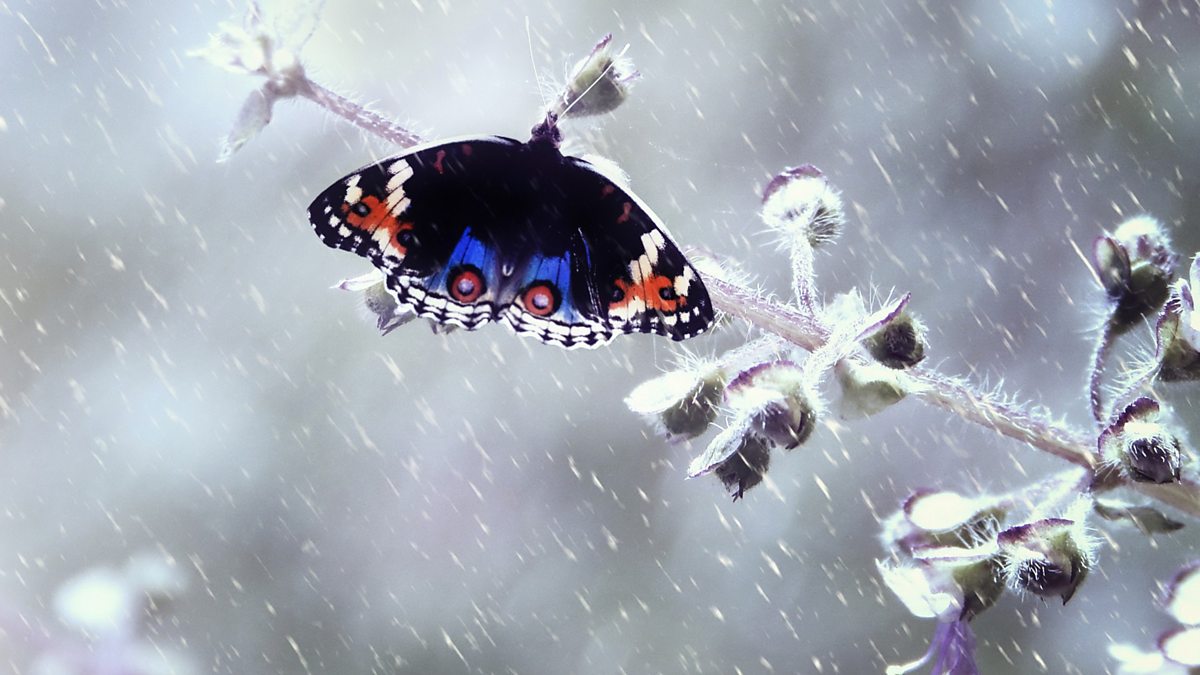 BBC World Service - CrowdScience, What happens to insects in the winter?