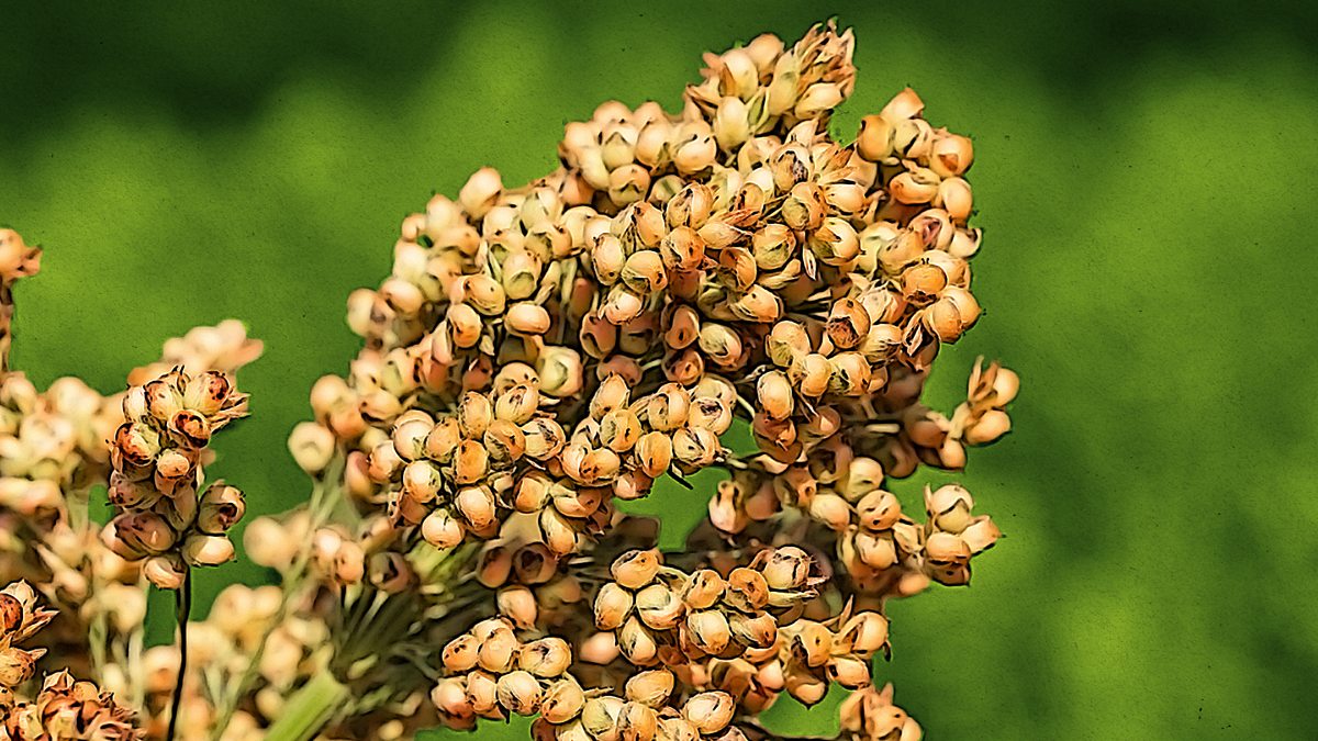 BBC World Service - The Food Chain, Tomorrow’s food crops