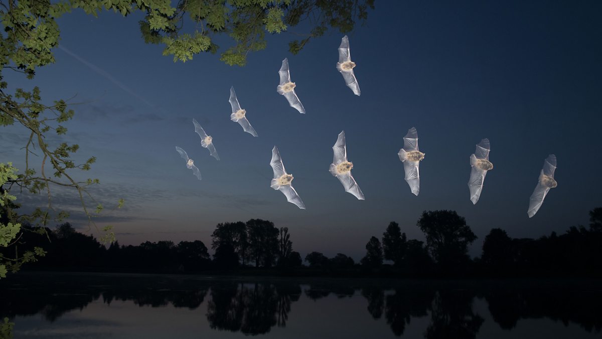 BBC Scotland - BBC Scotland - Bats per minute: The artist making dance ...
