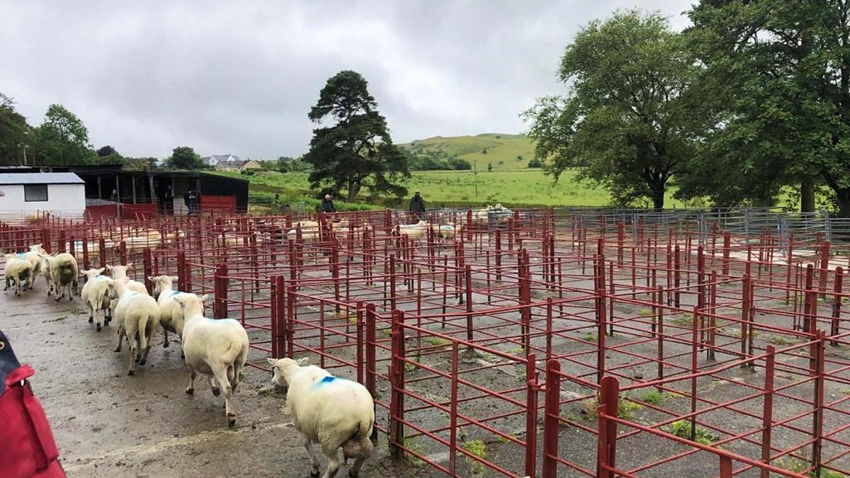 BBC Radio Cymru - Bwletin Amaeth, Cyfres deledu newydd ar farchnad ...