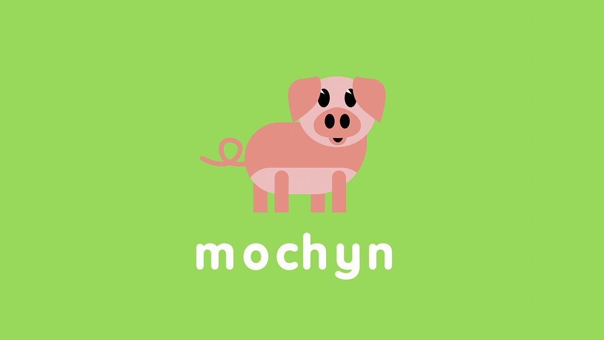 Cywion Bach - Cyfres 1: Mochyn - BBC iPlayer