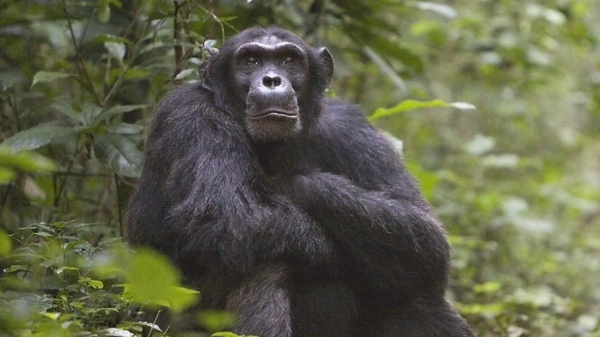 BBC World Service - Newshour, Chimps have their own 'signature' drum beats