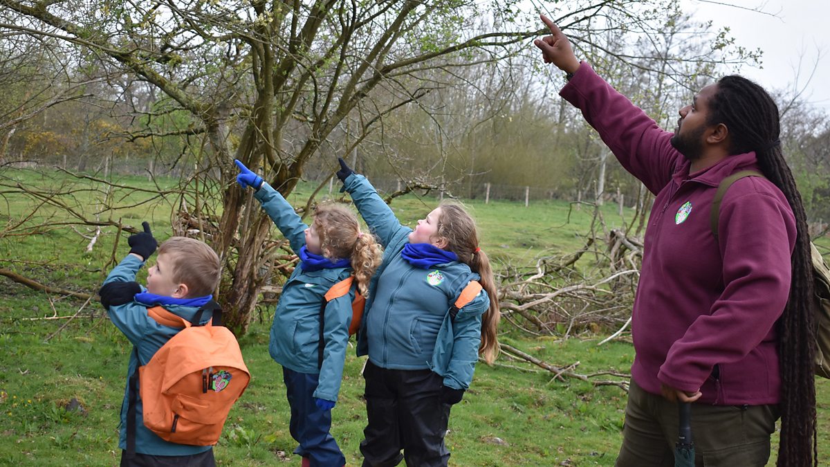 Ranger Hamzas Eco Quest - Series 1: 14. Woodpecker - BBC iPlayer