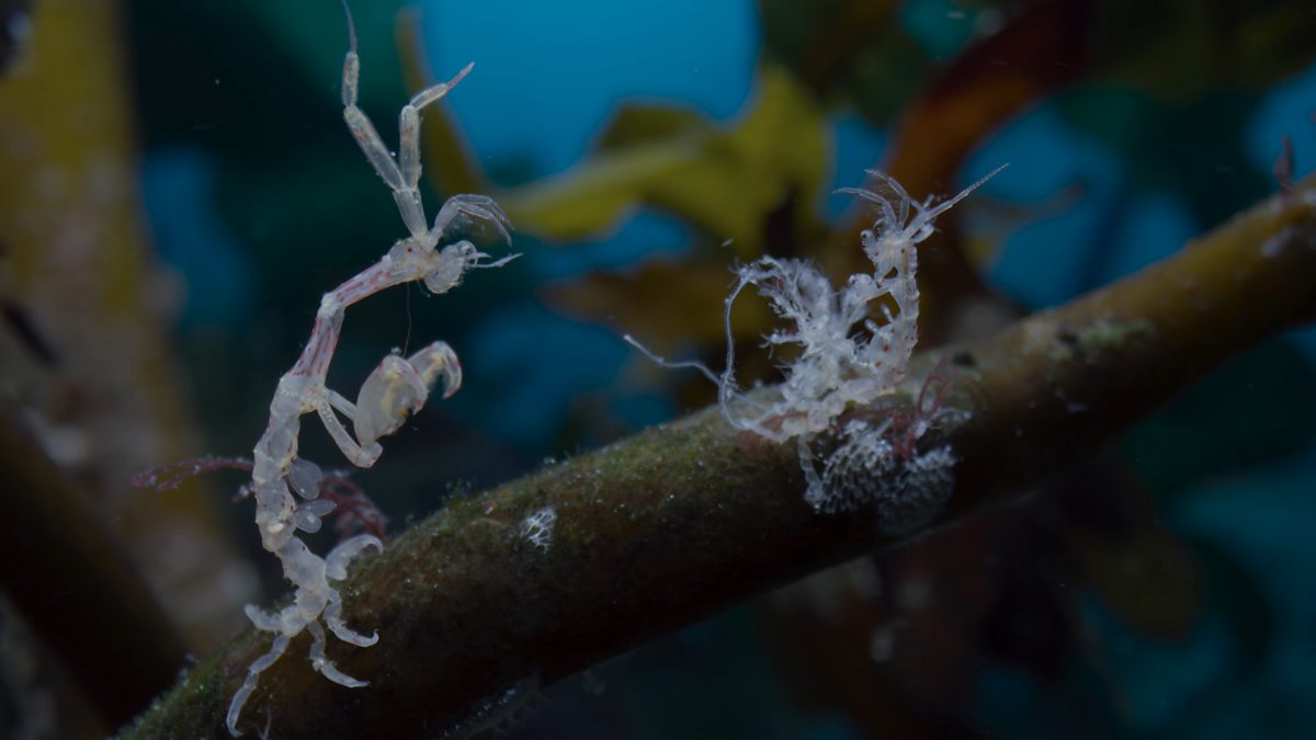 BBC One - Frozen Planet II, Series 1, Frozen Ocean, Tiny skeleton ...