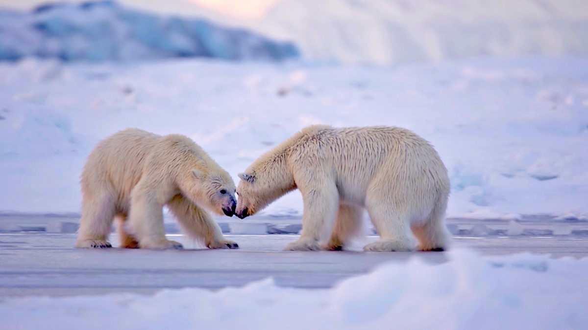 BBC One - Frozen Planet II, Series 1, Frozen Ocean, Young polar bear ...
