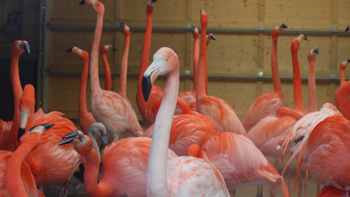 BBC Three Counties Radio - Andy Collins, Tracking down Luton's flamingos, On the hunt for Luton ...