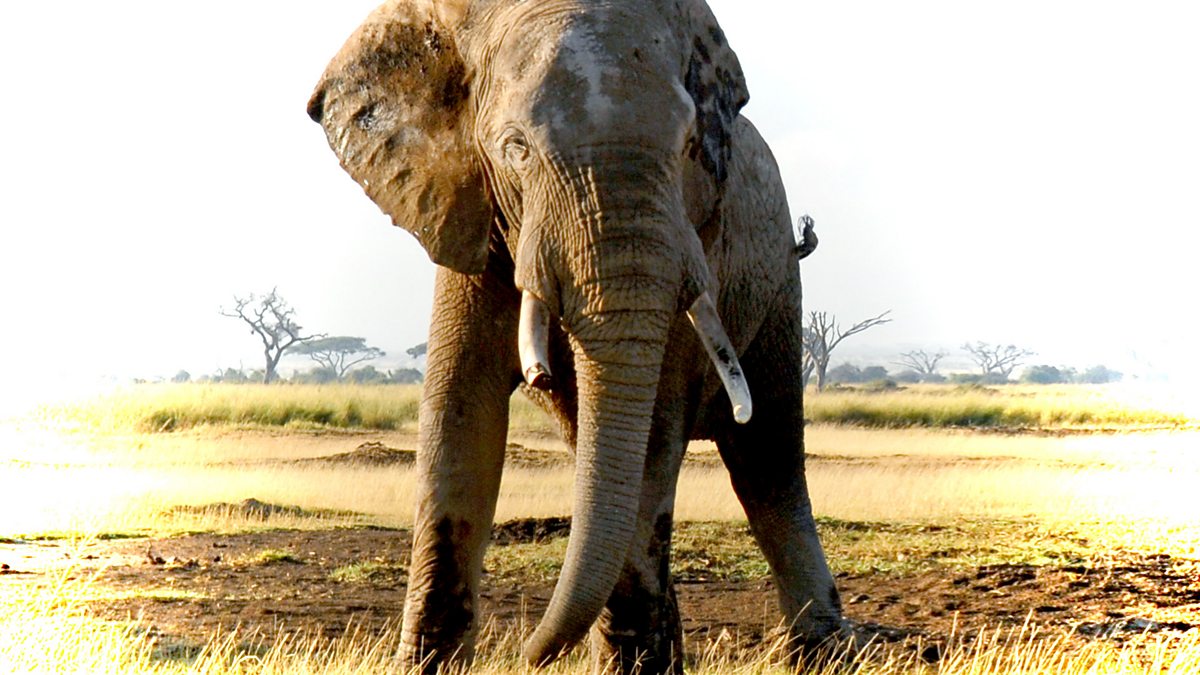 BBC Radio 4 Extra - Inside the Elephant Mind