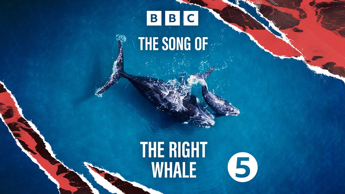 BBC Radio 5 Live - The Song of the Right Whale