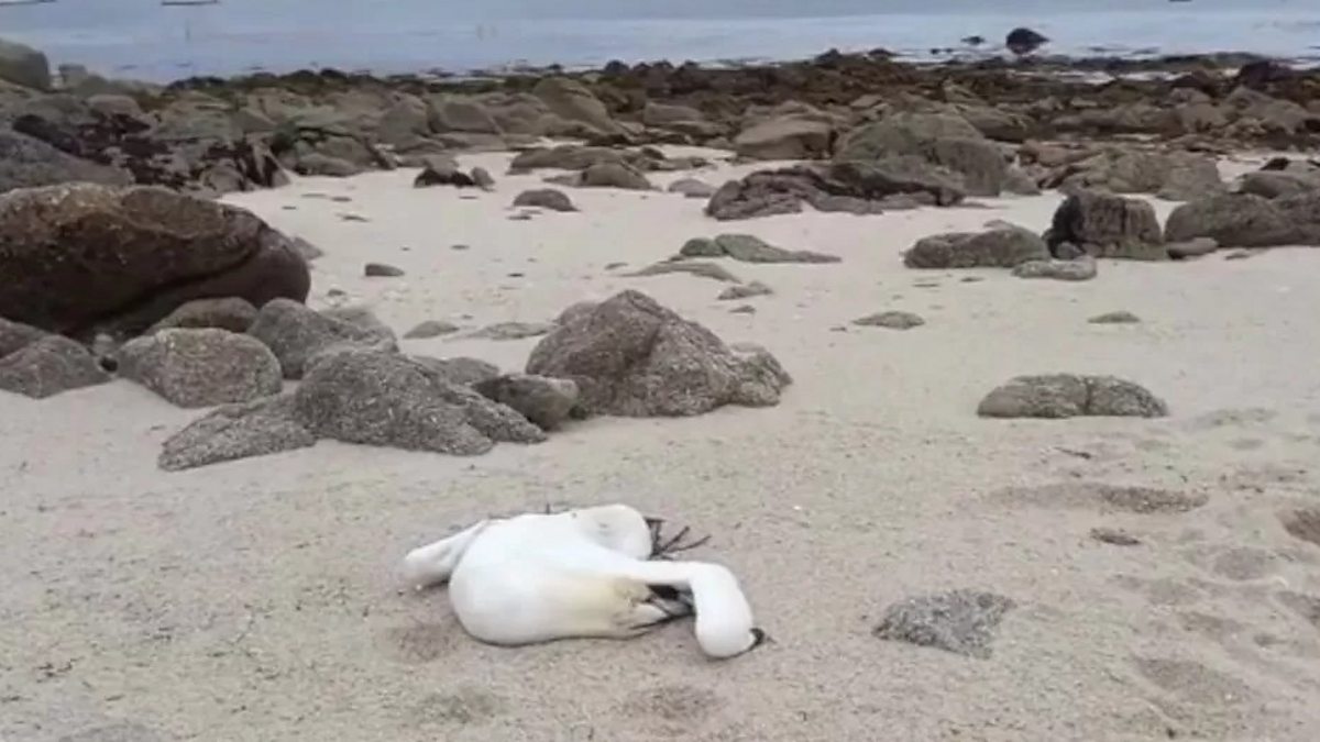 BBC Radio Cornwall - James Churchfield, Anoushka Williams sits in (26 ...
