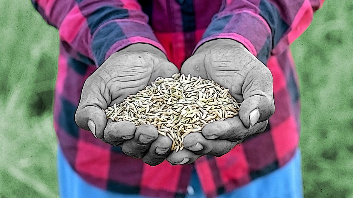 BBC World Service - The Food Chain, Who owns seeds?