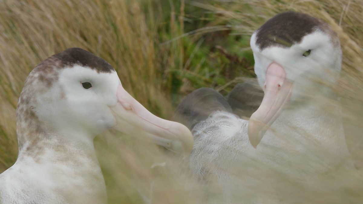 BBC One - Frozen Planet II, Series 1, Frozen South, Antipodean ...