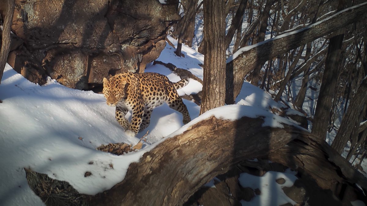 BBC One - Frozen Planet II, Series 1, Frozen Lands, The rare Amur leopard