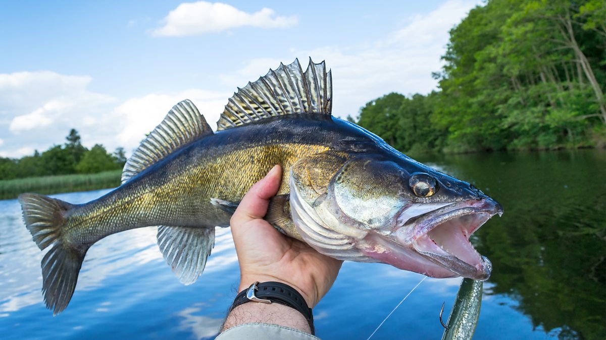 BBC World Service - BBC OS, Fishing tournament rocked by cheating scandal