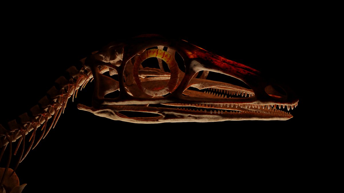 BBC World Service - Newshour, Meet the pterodactyl's newly discovered ...