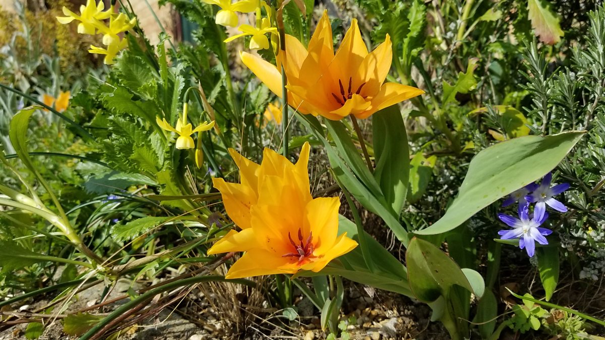 BBC Radio Cambridgeshire - The Great Outdoors, 09/10/2022, Sage Advice ...