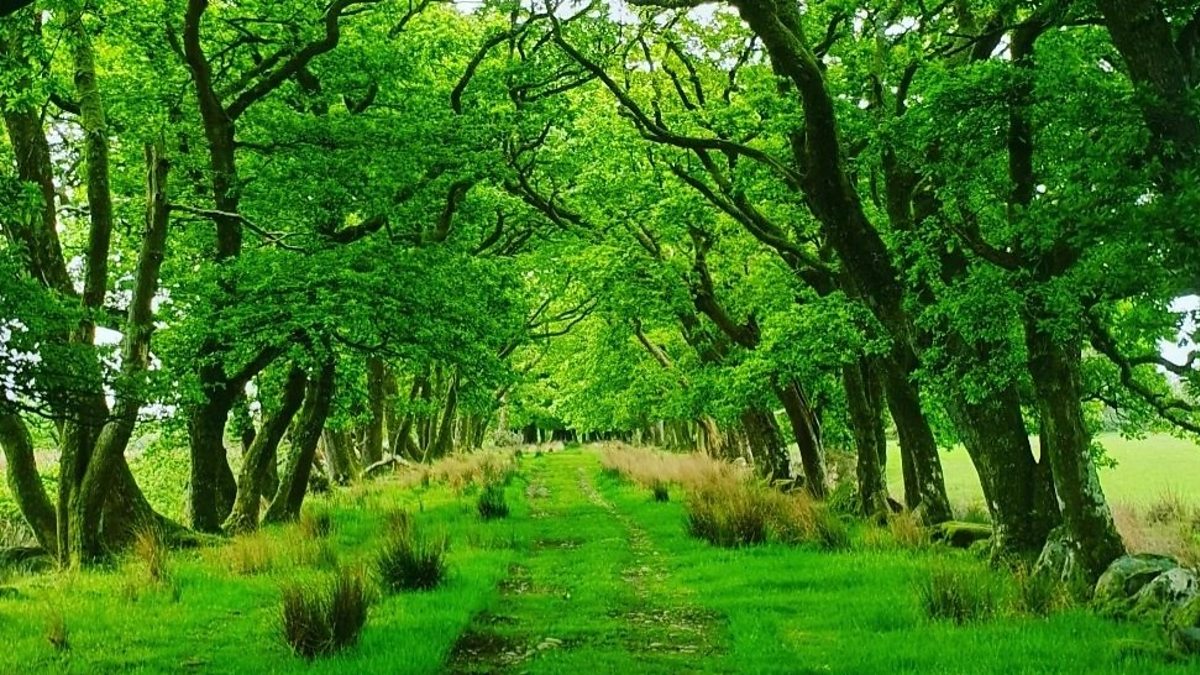 BBC Radio Cymru - Aled Hughes, Y Lôn Goed, Y Lôn Goed