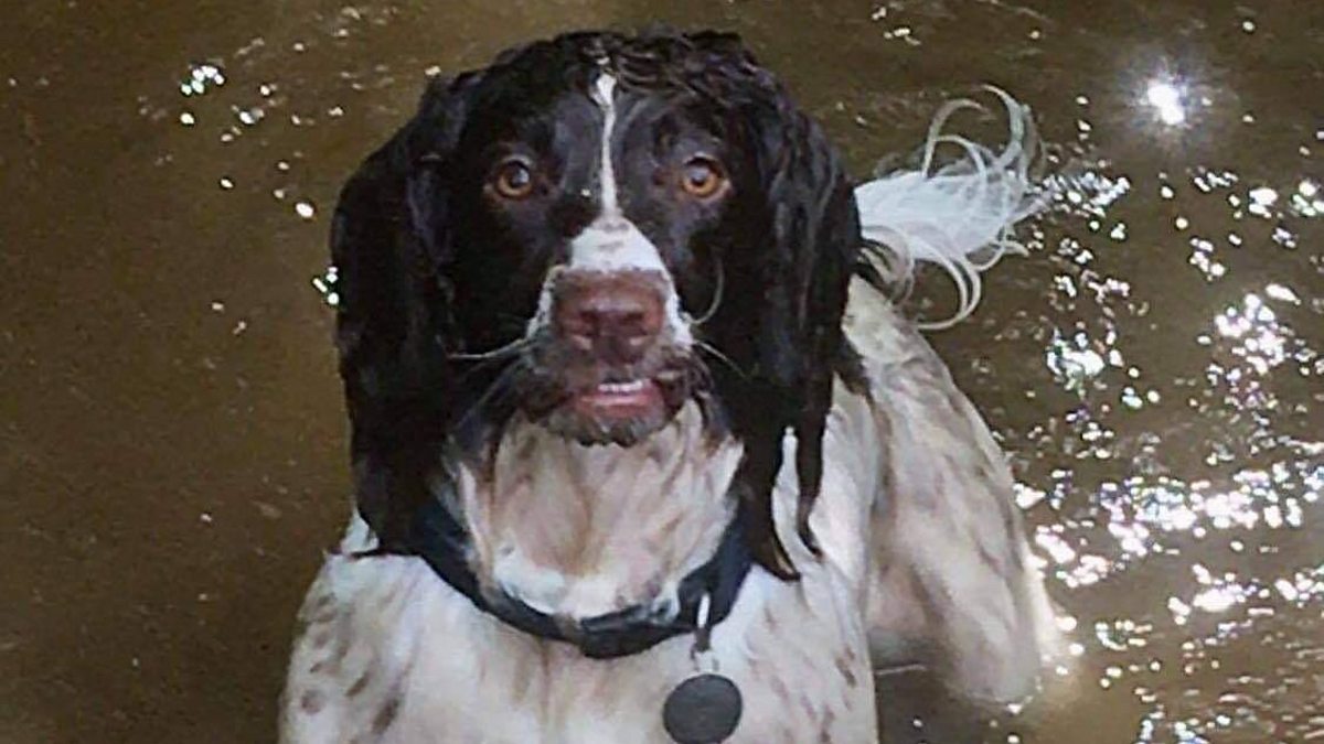 BBC Three Counties Radio - Babs Michel, What's the most mischievous ...