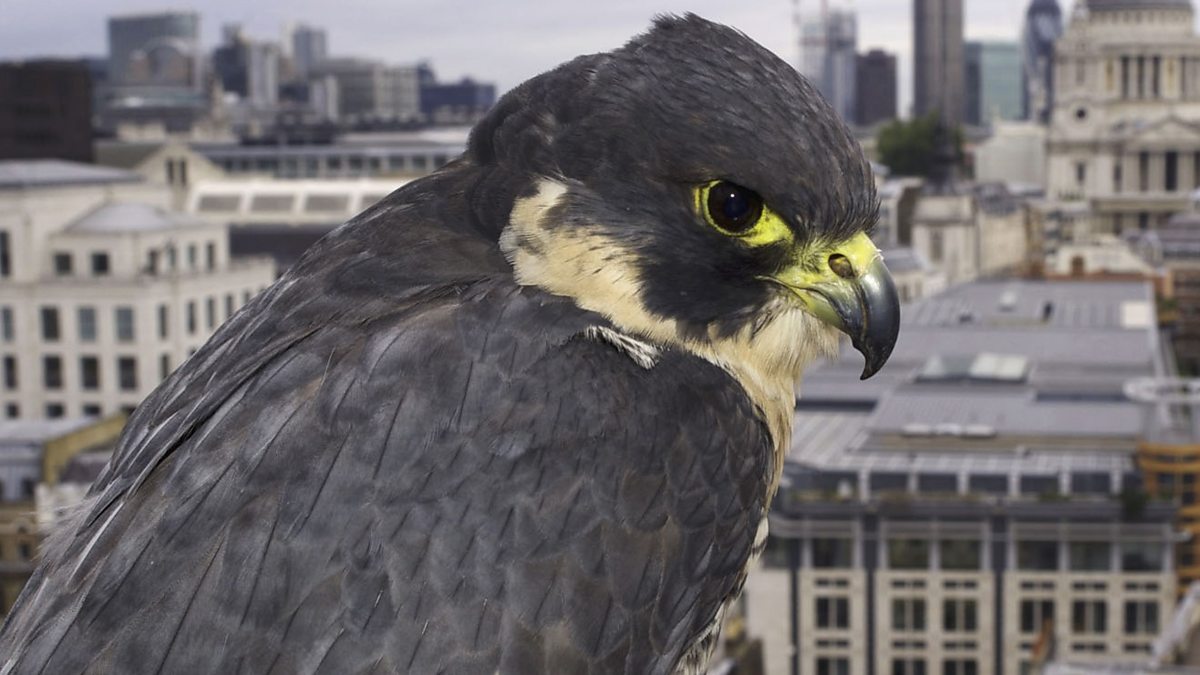 BBC Three Counties Radio - Roberto Perrone, Should fly-tippers be named ...