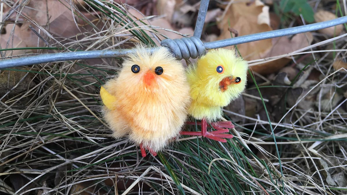 BBC Radio 4 - Drama on 4, Talking to Chickens