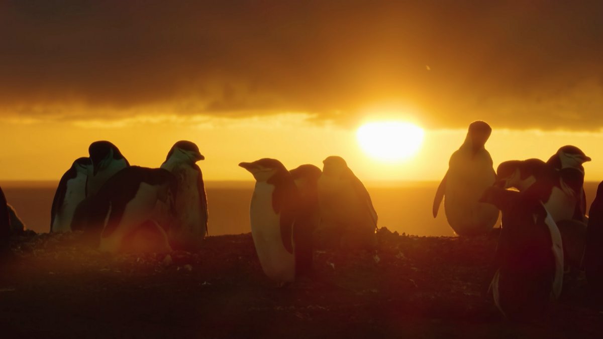 BBC One - Frozen Planet II, Uncertain future