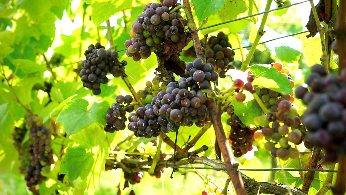 BBC Radio 4 - The Food Programme, Wine in a Changing Climate