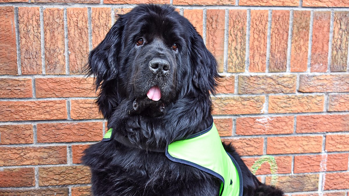 Dog Squad - Series 1: 3. Mission: Big Bear - Signed - BBC iPlayer