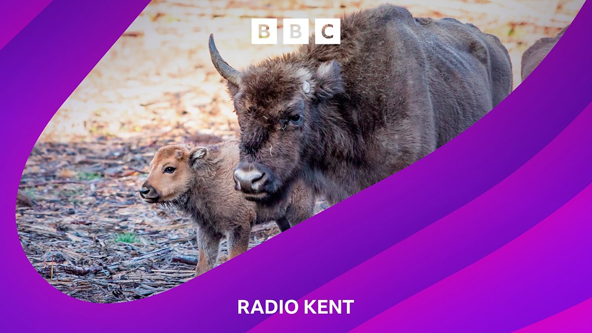 BBC Radio Kent - BBC Radio Kent, Kent welcomes the first UK-born bison ...