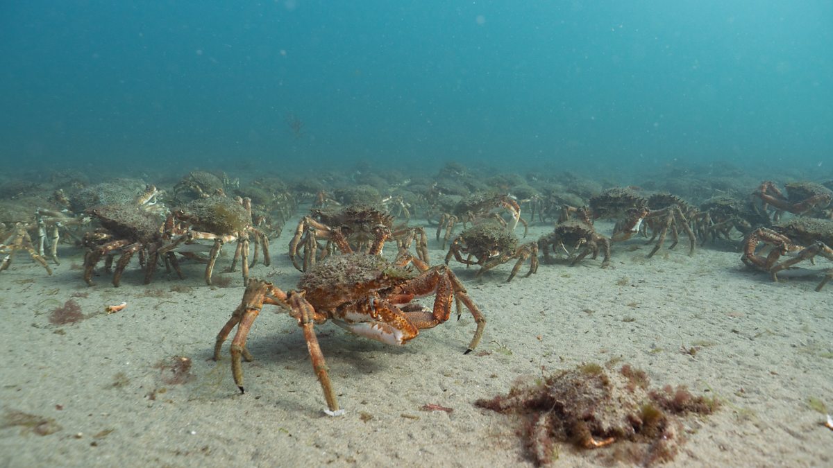 BBC Radio Solent - Alun Newman, Crabs and lobsters in decline on the ...