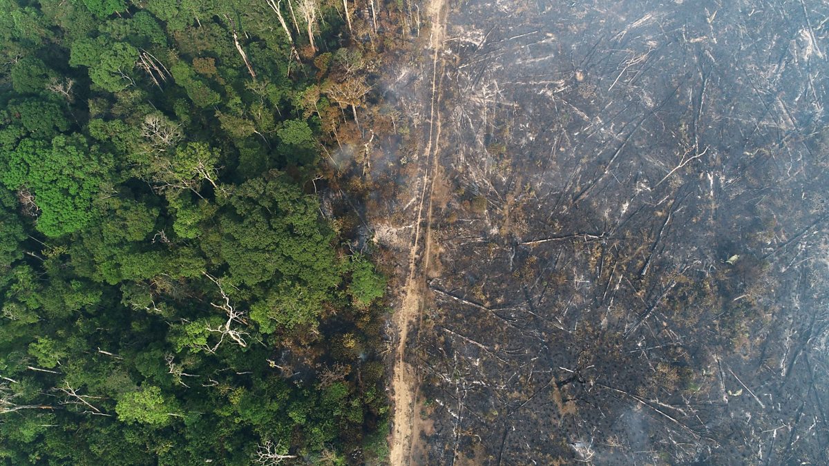 BBC Radio 4 - More or Less, Lula’s “zero deforestation” plan for the Amazon