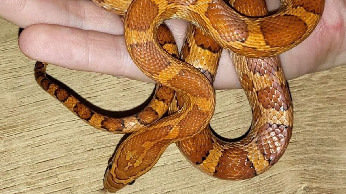 BBC Radio Northampton - Tim Wheeler, There's an escaped snake in the bed!